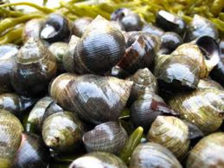 Winkles - Rockabill Seafood Ltd
