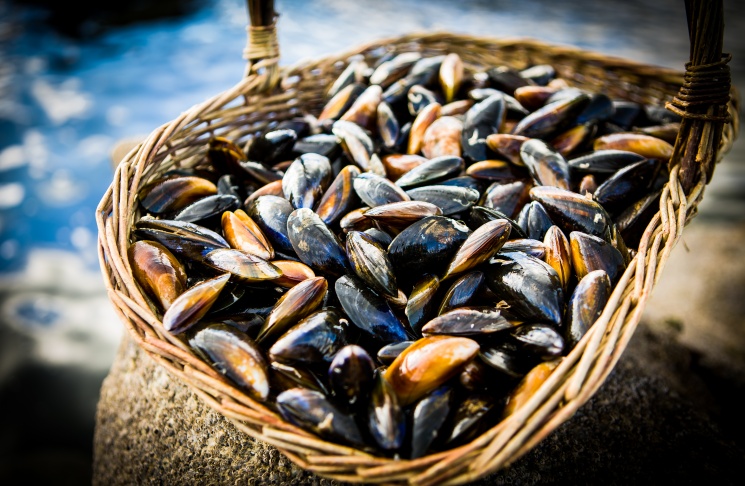 Irish Mussels - Rockabill Seafood Ltd